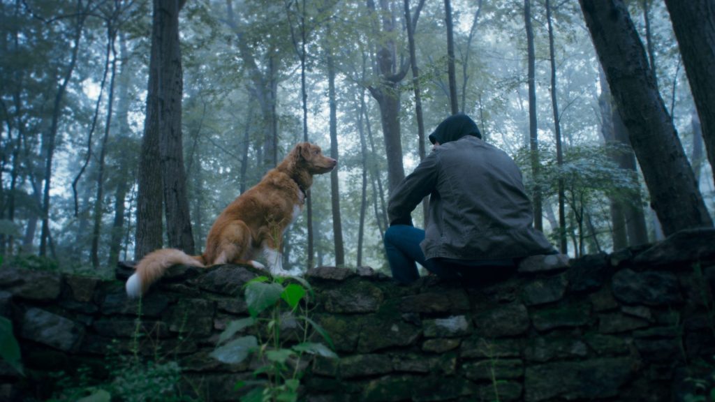Good Boy (2025): Kritik zum Film – Der Horror kommt auf vier Pfoten ...